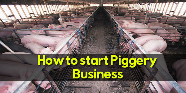 Venturing Piggery Raising: Tips and Tricks You Need To Consider ...