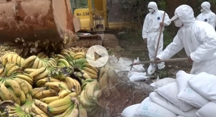 China destroys 35 tons of Philippine bananas due to pesticide ...